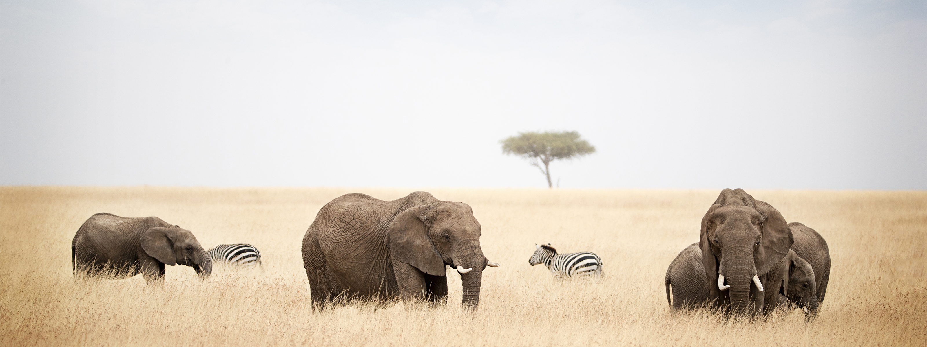 Tracking animals from the International Space Station