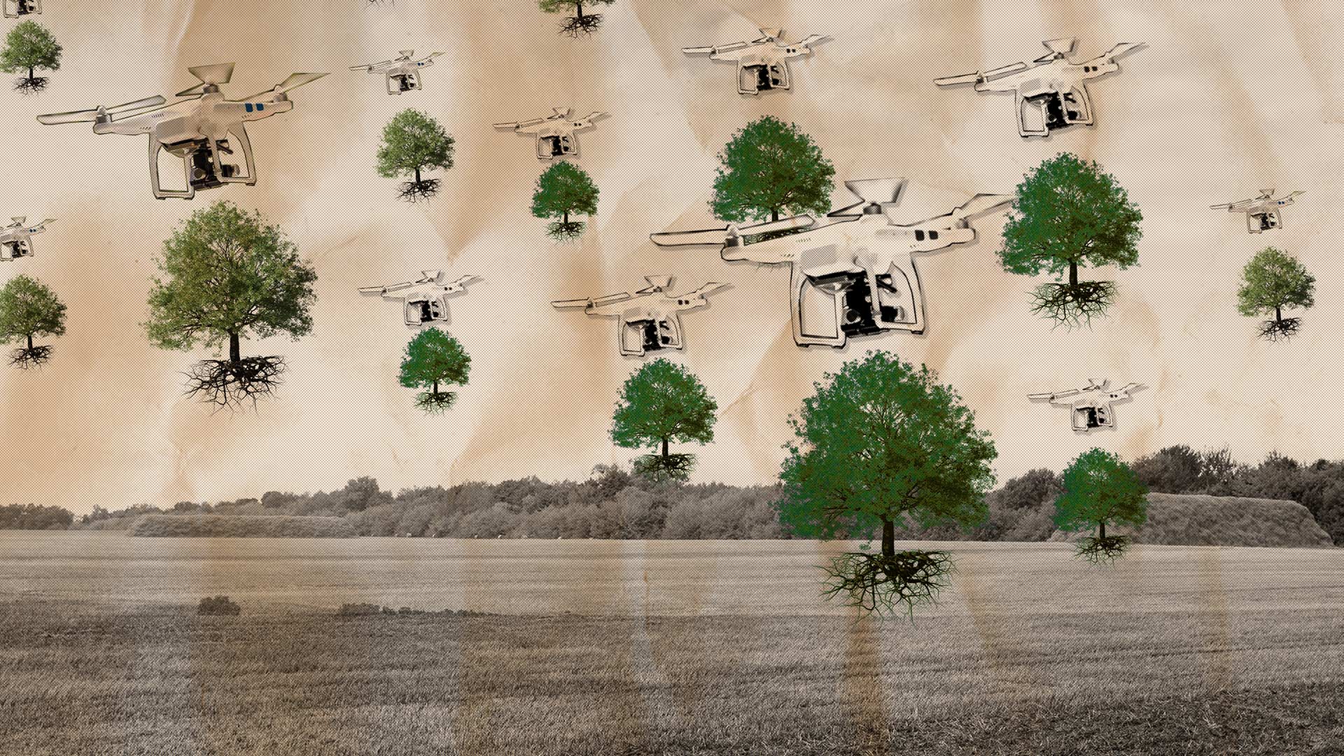 Tree-Planting Drones Restore Charred Forests