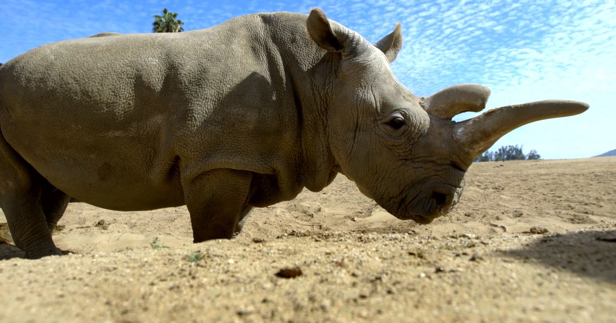 Reversing Extinction for the Great Northern White Rhino | Freekthink