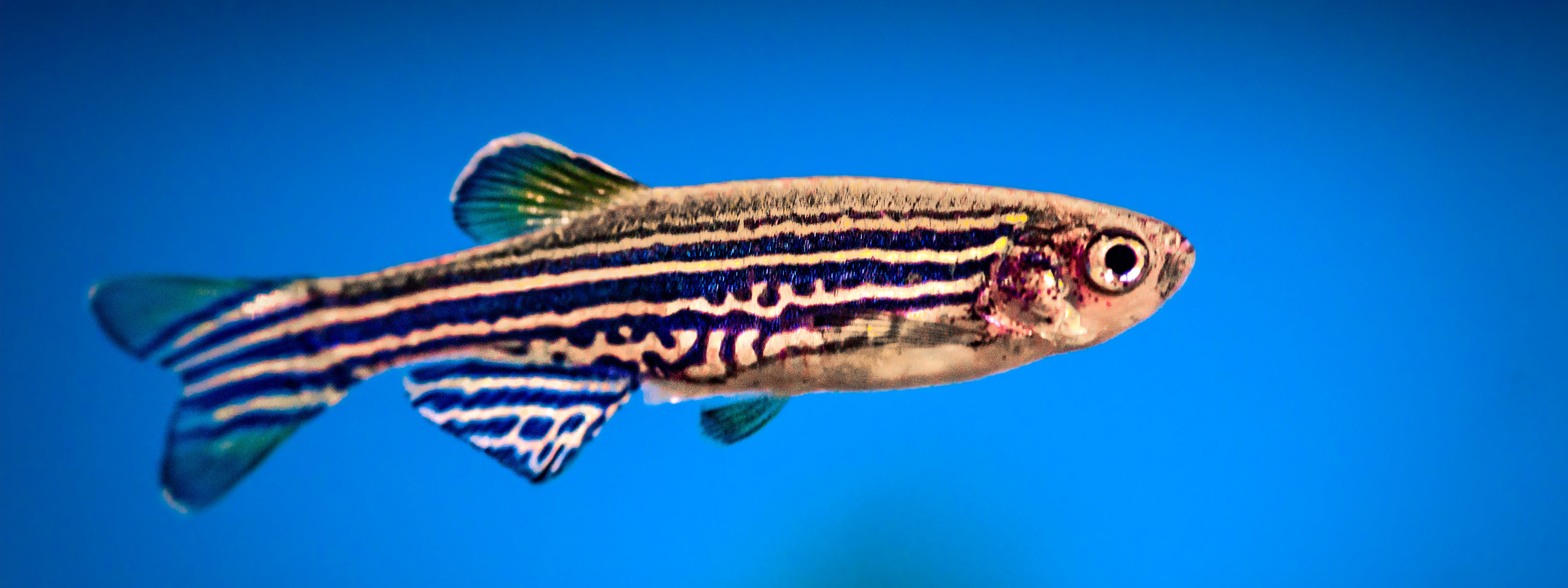 How GMO Zebrafish Could Inspire New Infertility Treatments