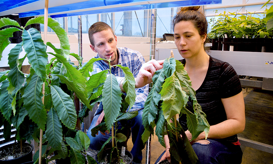 Are Genetically Modified Trees a Climate Change Solution?