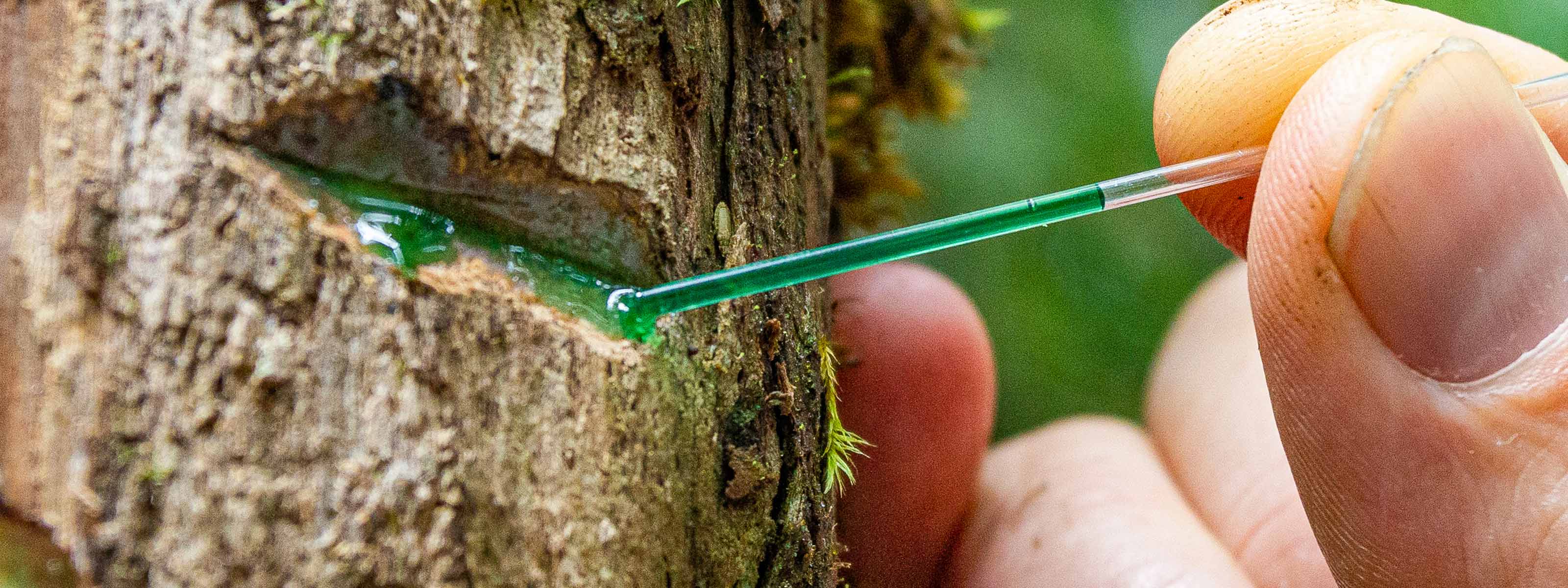 “Phytomining” Trees Can Extract Metal from the Earth