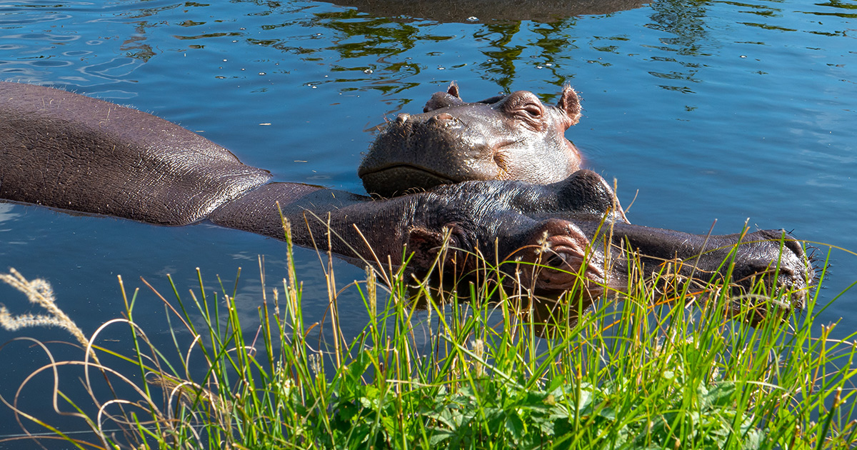 Hippos in tracking study unexpectedly contract anthrax