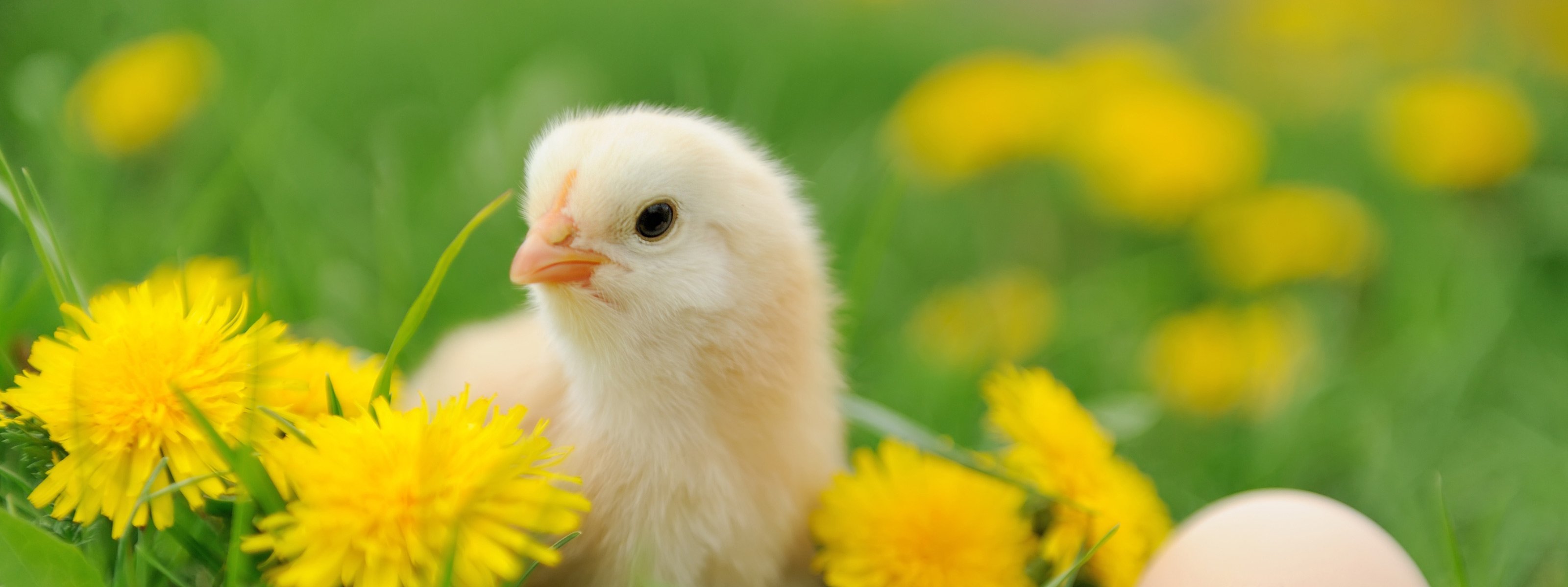 CRISPR Could Save Chicks From Death By Chick Culling