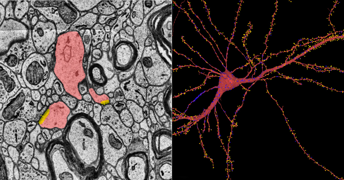 Google and Harvard have created the most detailed brain map yet