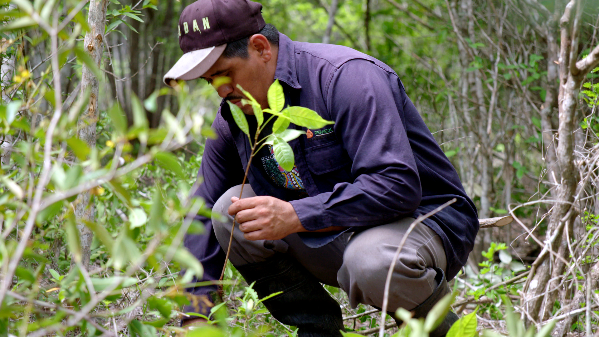 Reforestation Projects in Mexico Are Helping Save Our Planet
