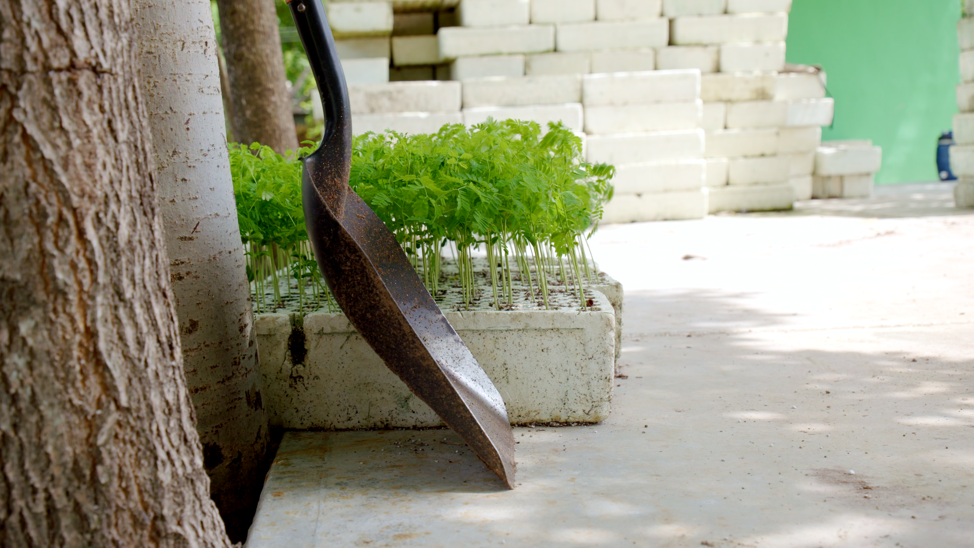 Reforestation Projects in Mexico Are Helping Save Our Planet