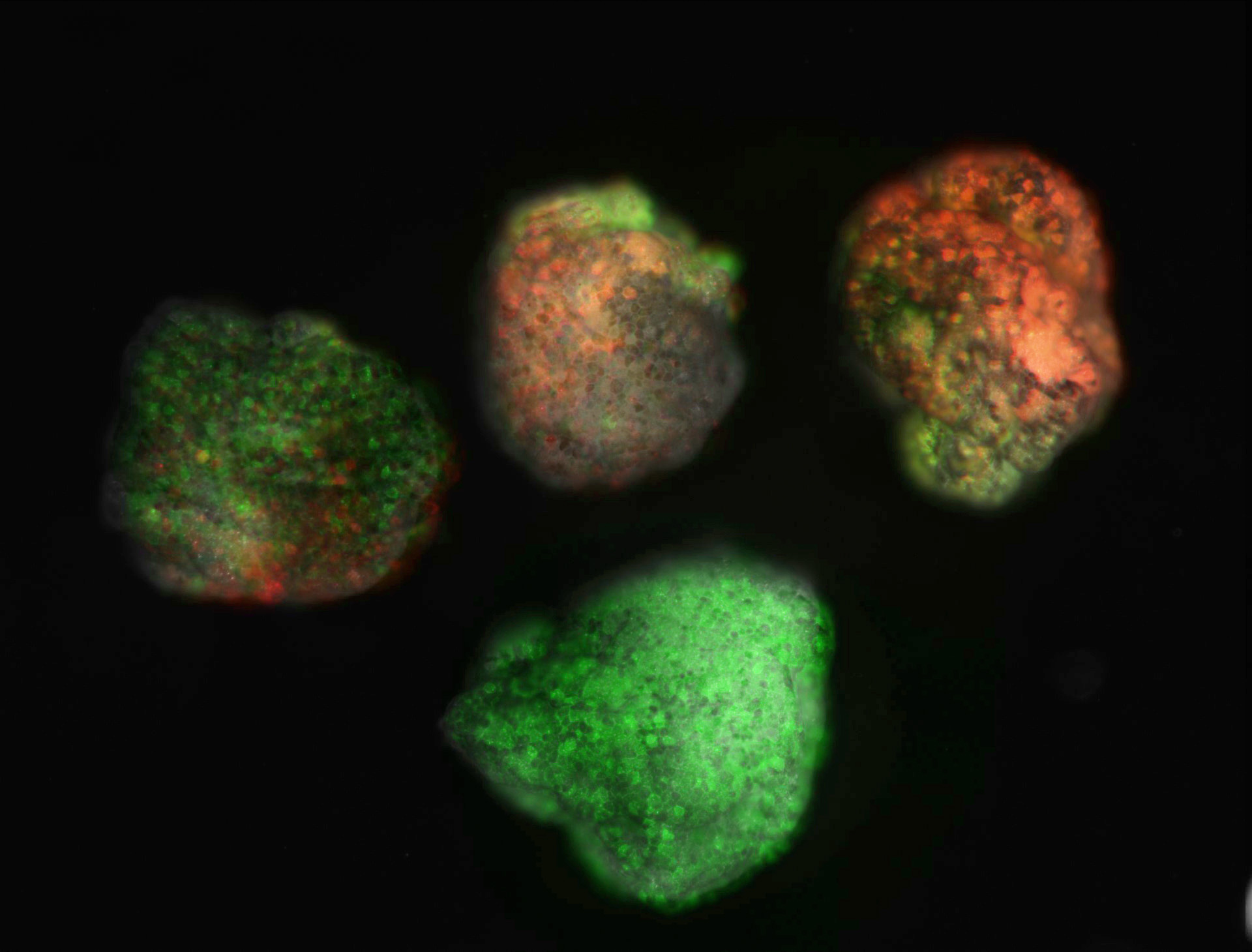 The next generation of living machines: xenobots 2.0