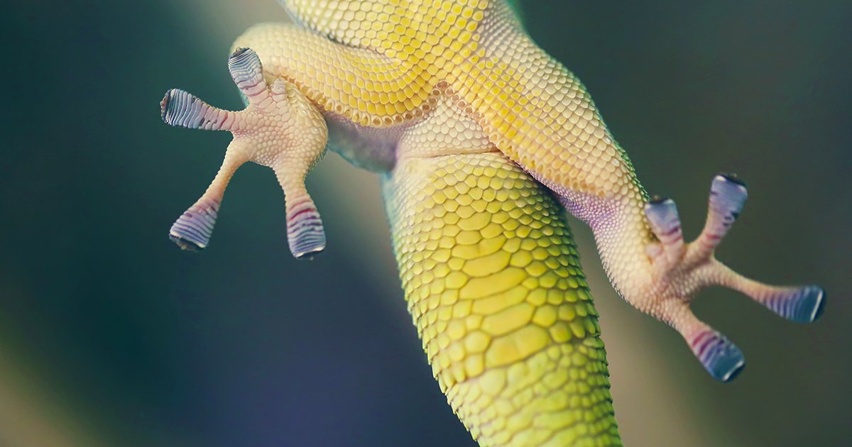 Gecko gripper could clean up space junk