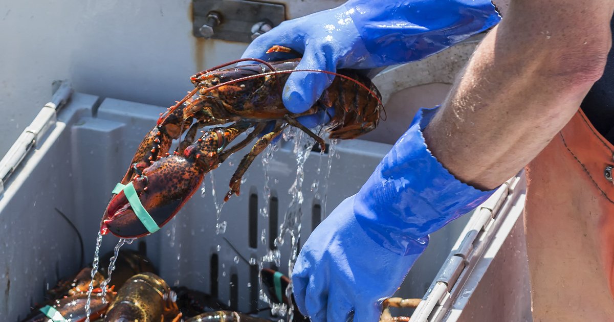Startup aims to put lab-grown lobster on the menu