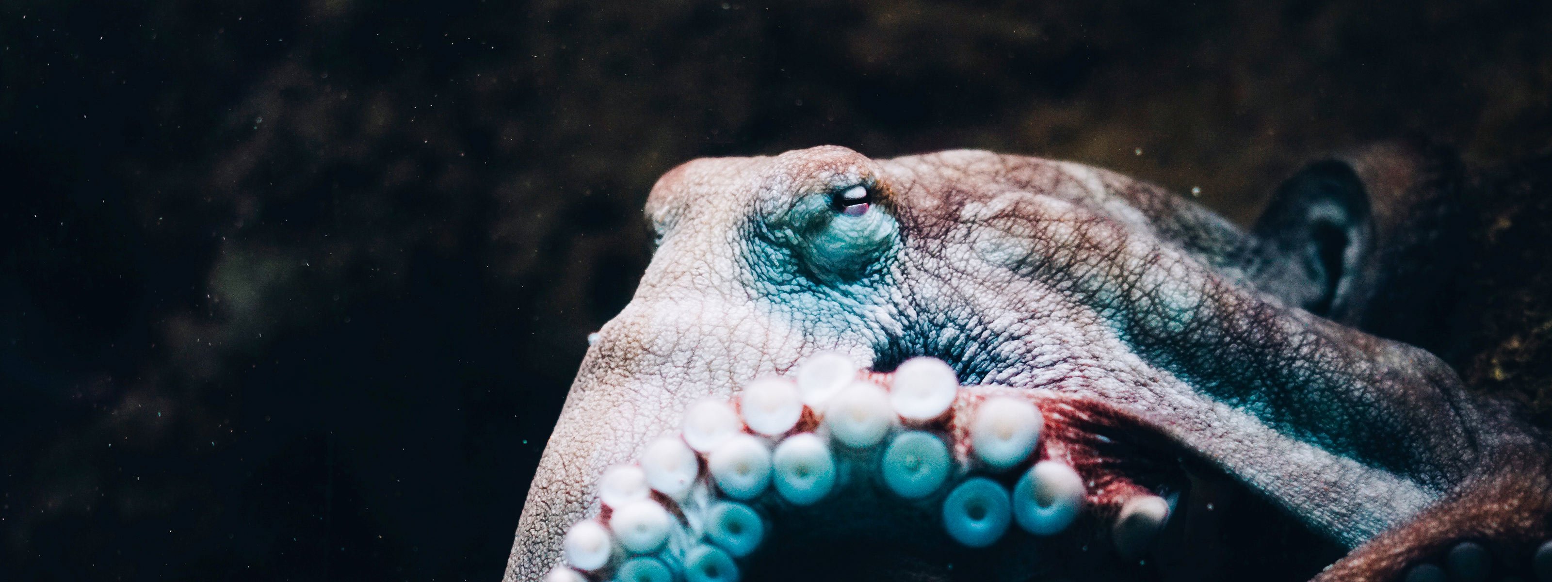 "Octopus vision" may help prevent human blindness