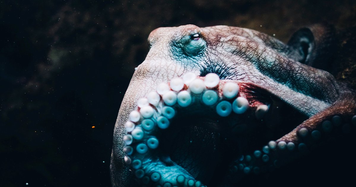 "Octopus vision" may help prevent human blindness