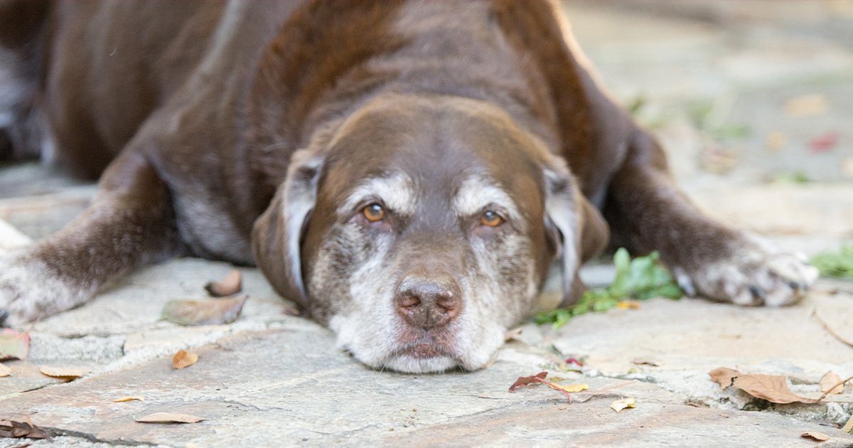 Old dogs are helping scientists combat human aging