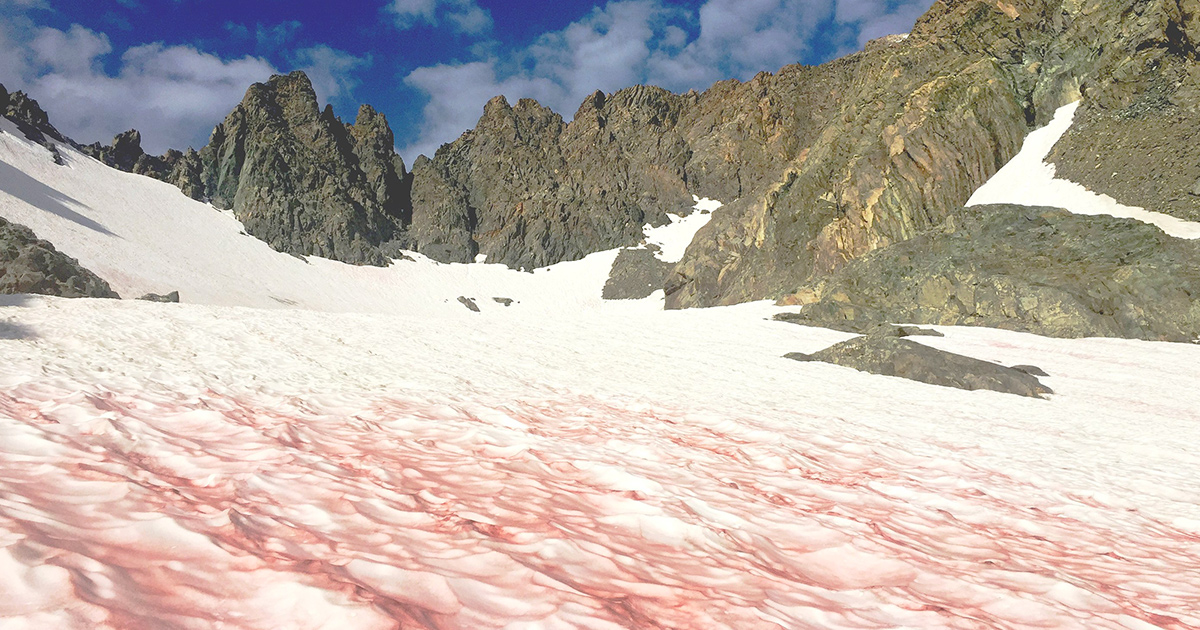 Scientists map the DNA from that strange pink snow
