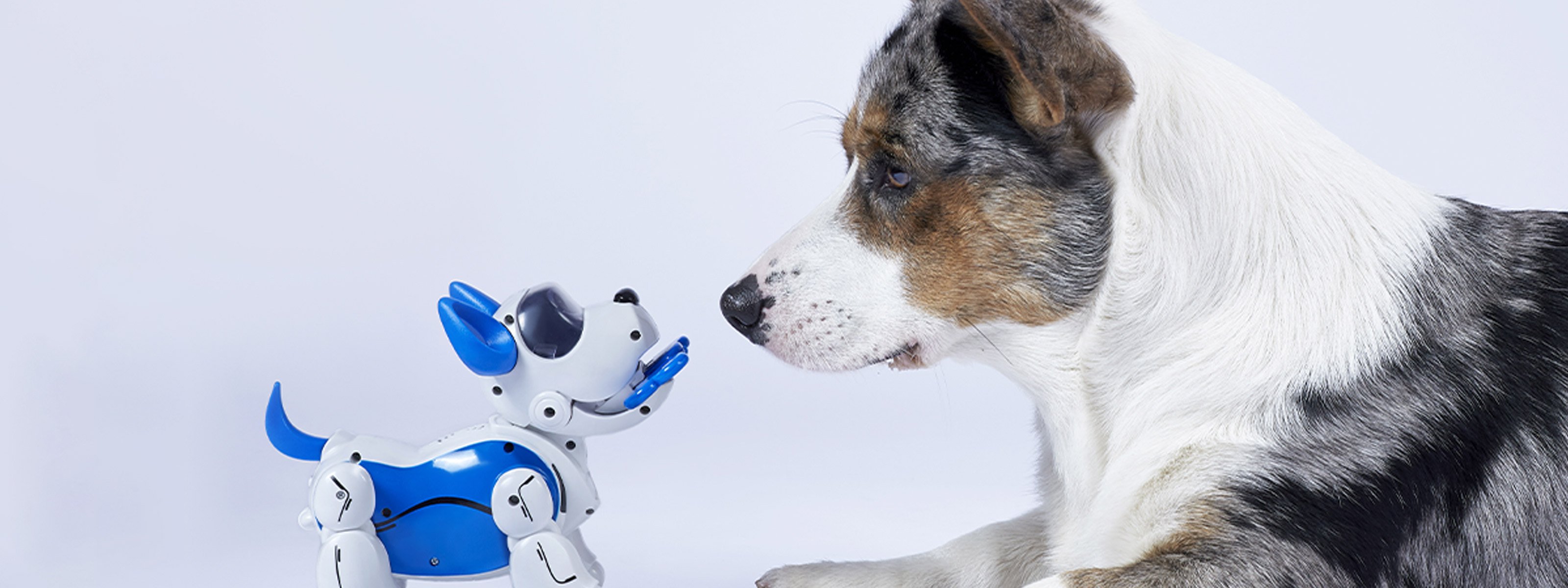 Meet MIT’s Kate Darling: Why we should rethink our relationship with robots