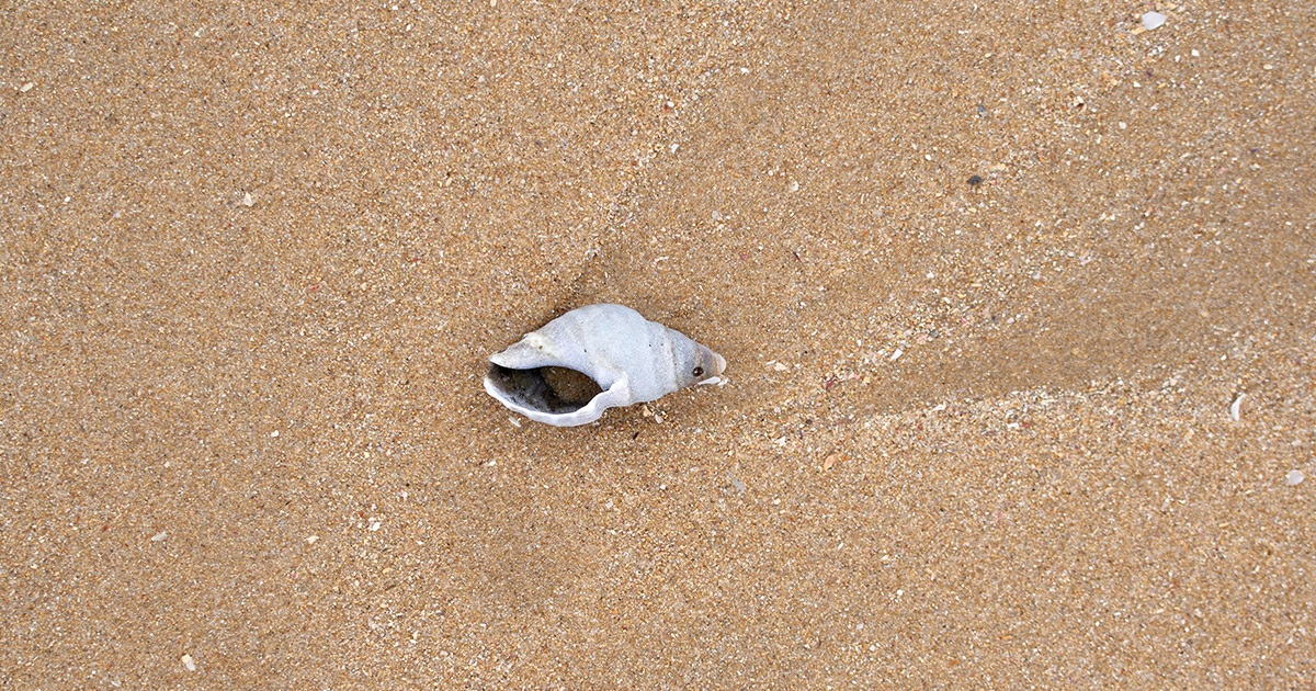 This machine will make seashells out of CO2