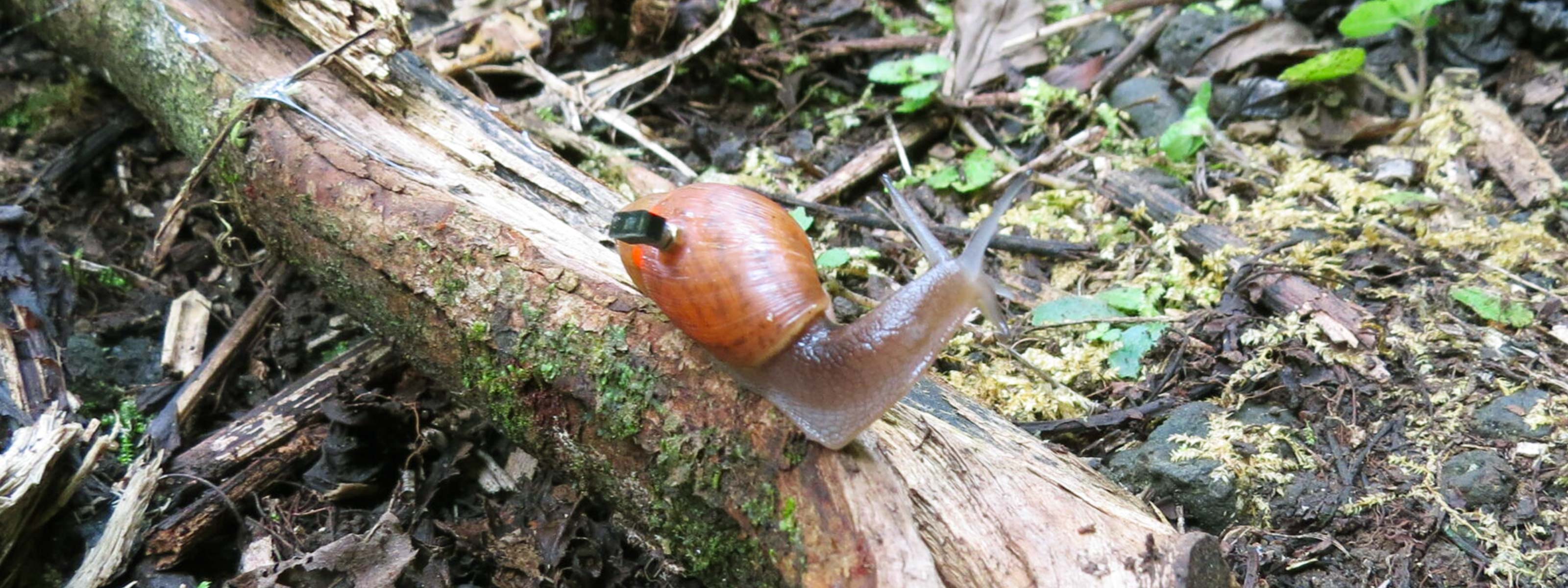 Snails wearing smallest computer solve extinction mystery