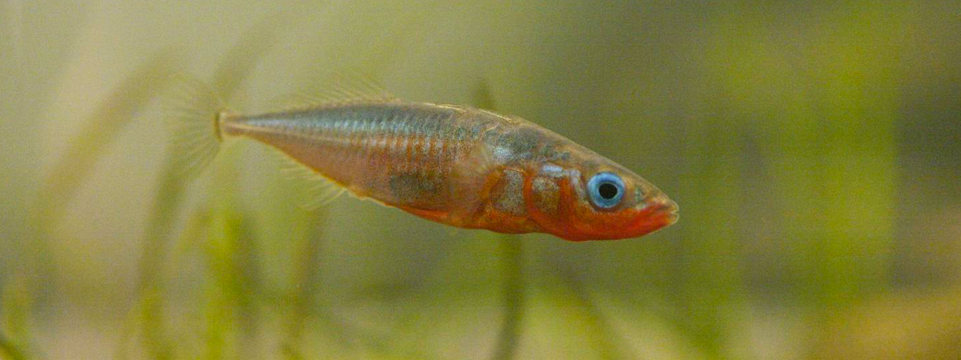 Threespine Stickleback — a Fish With Adapting Genes