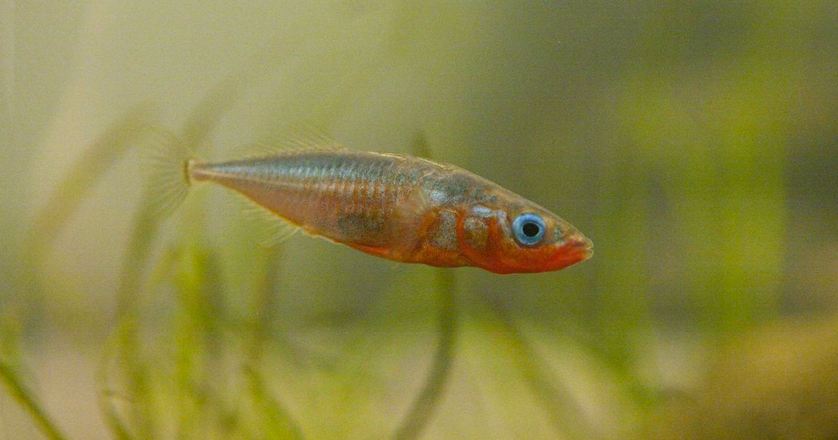 Threespine Stickleback — a Fish With Adapting Genes