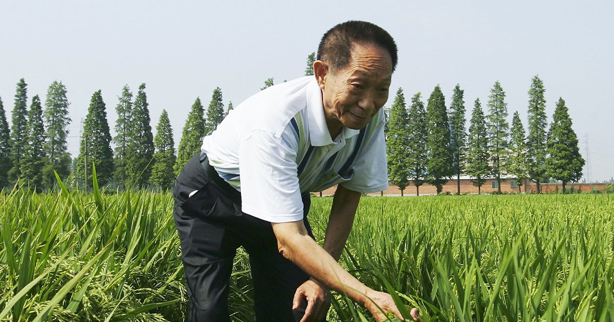 Yuan Longping's Rice Helped Feed the World