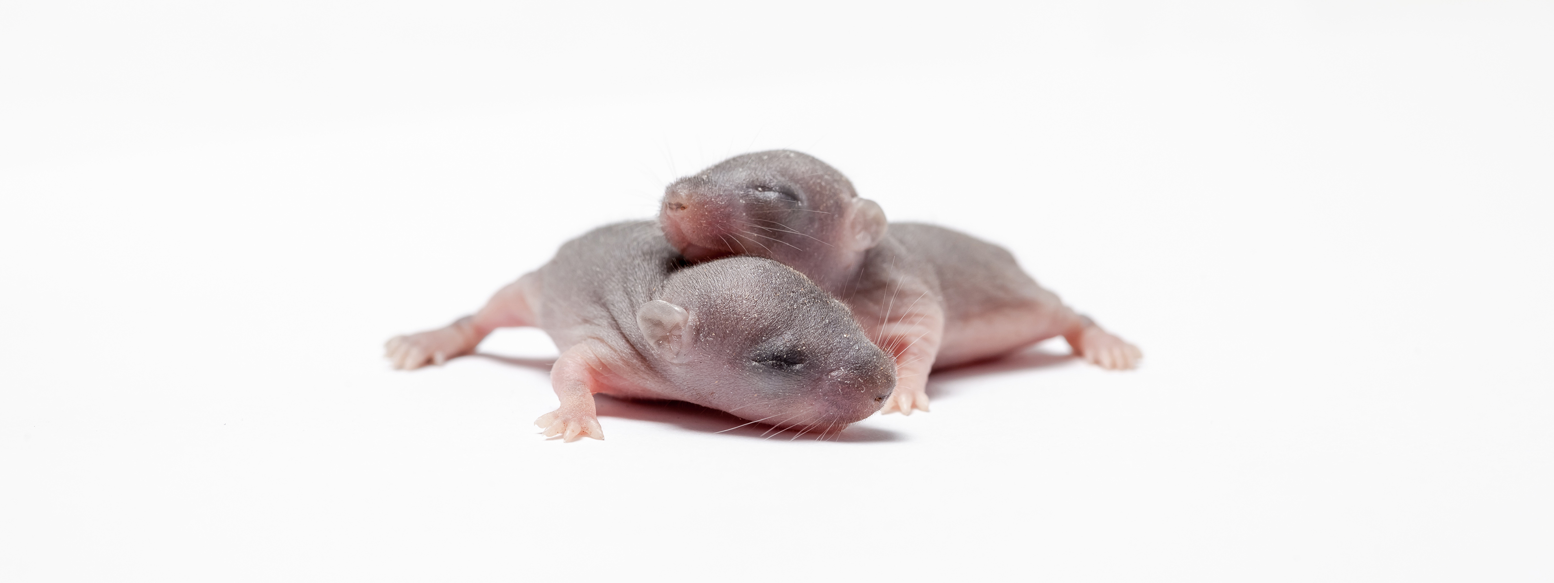 Baby mice “dream” about the world before seeing it