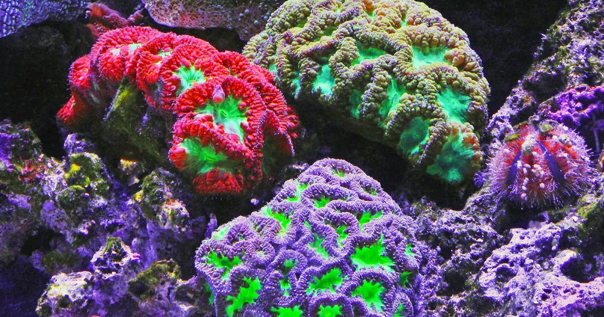 Researchers grow a coral garden in a lab for the first time