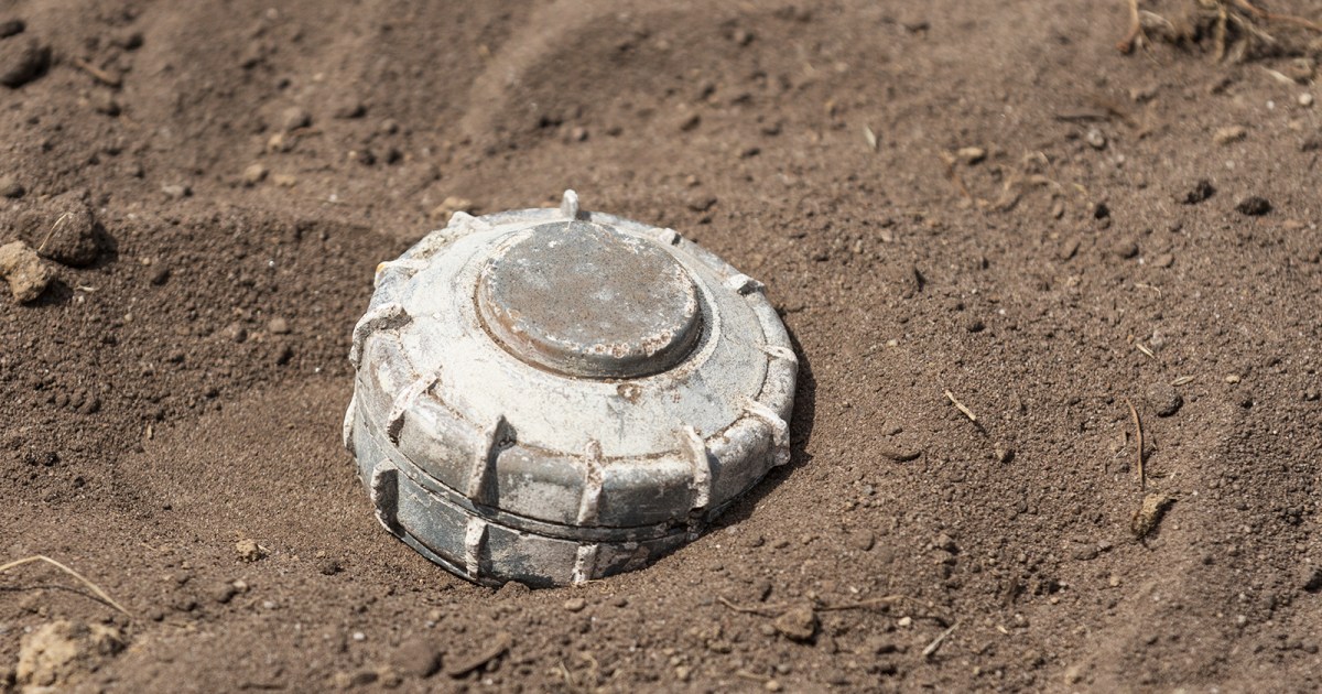 This Bacteria Can Find a Landmine