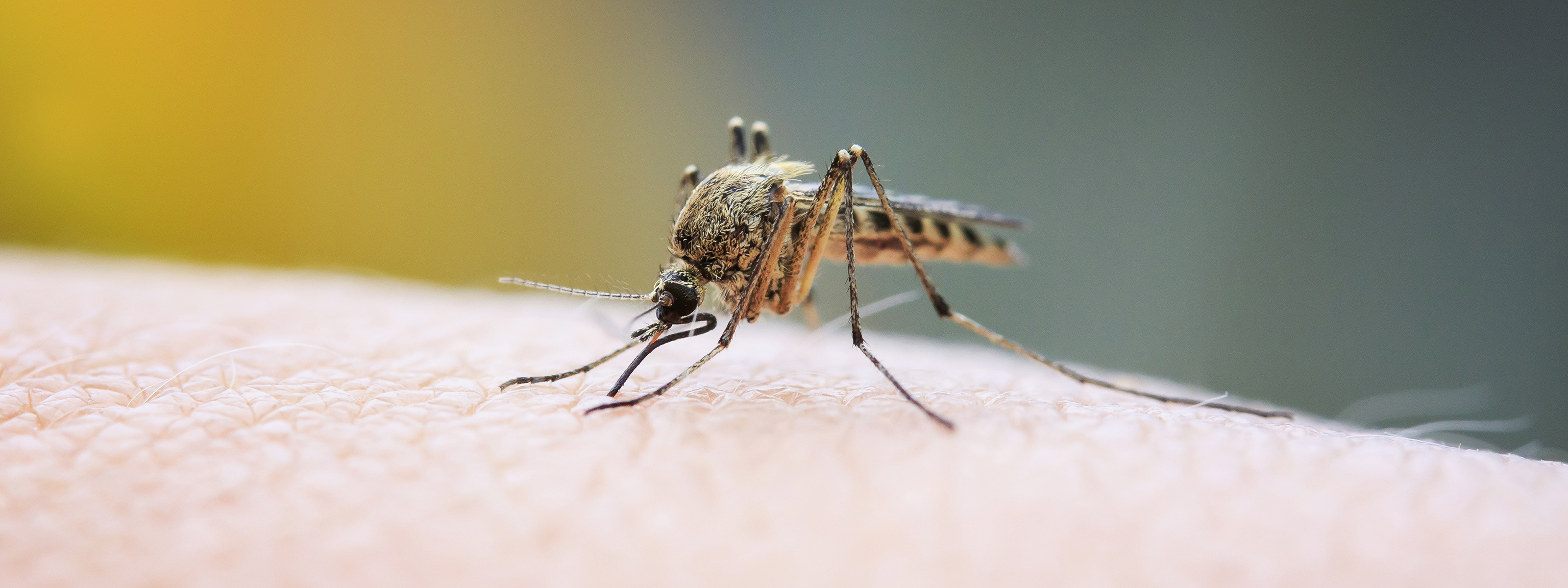 This clothing prevents mosquito bites, guaranteed