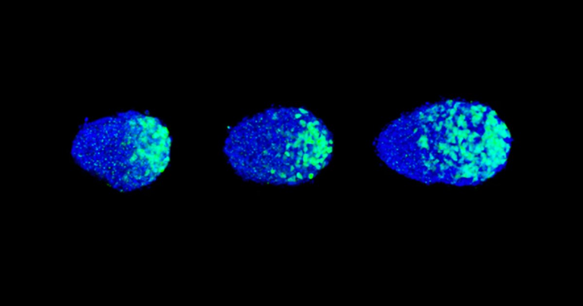 Mouse embryos with beating hearts grown from stem cells