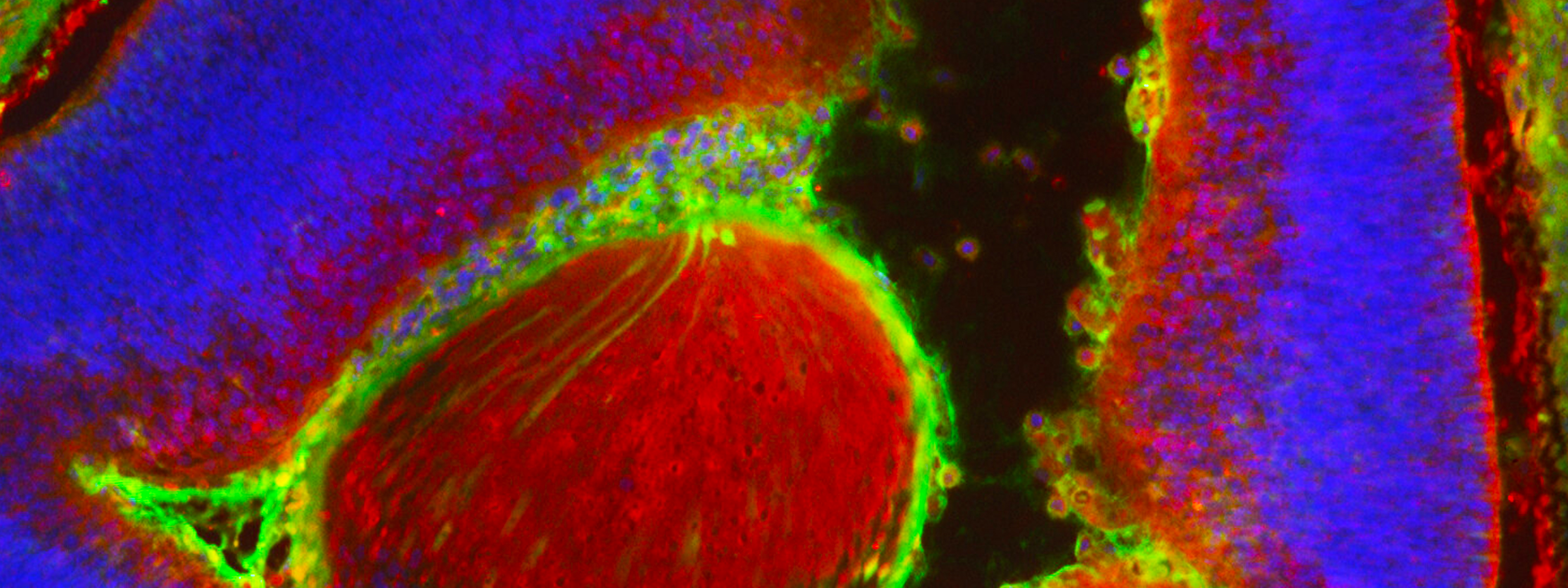 Anyone can now make mouse-human chimeras