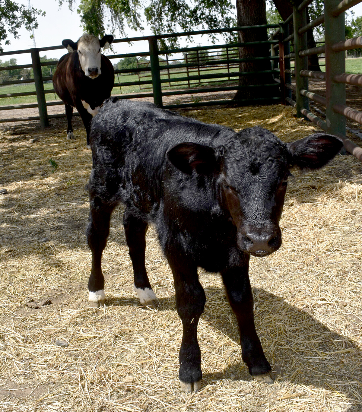 This genetically modified cow could transform beef production