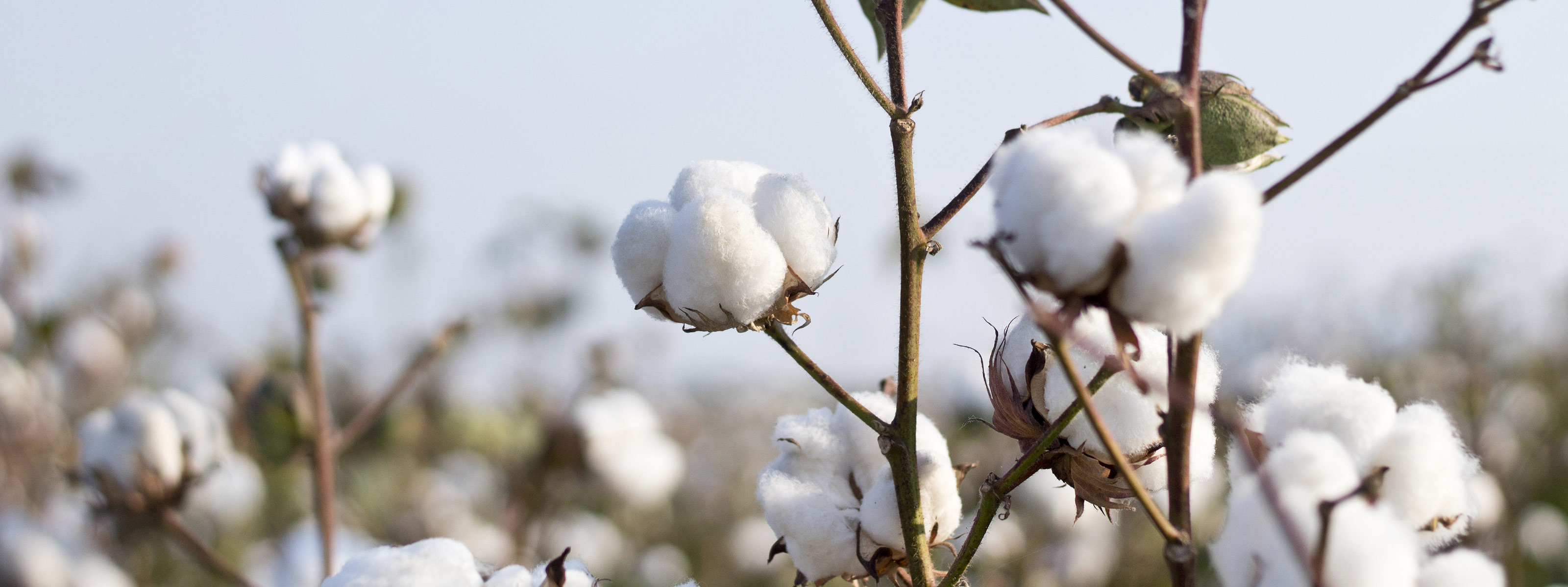 Returning old clothes to the earth can help cotton grow again