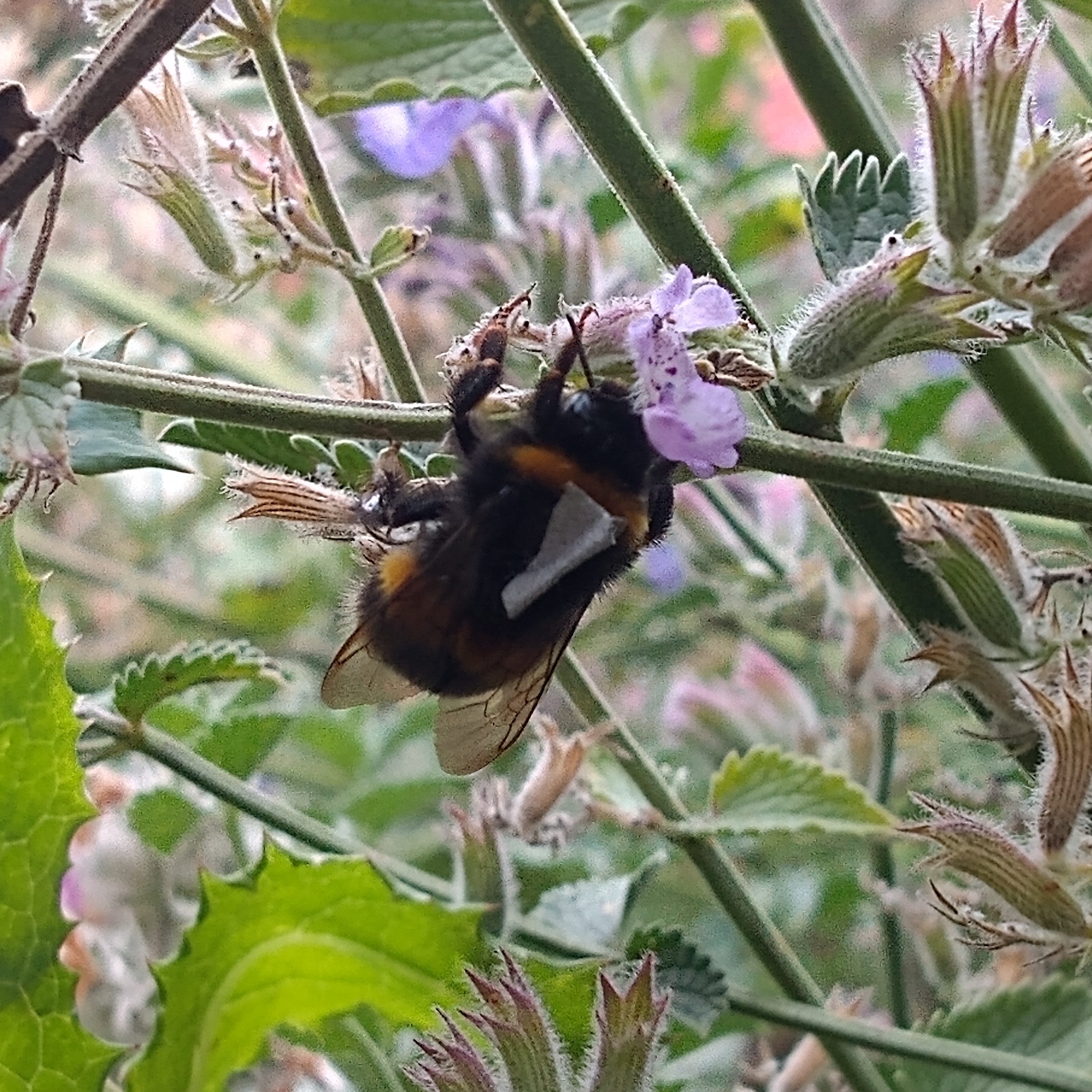 Scientists put bees in little reflective “vests” for bee tracking