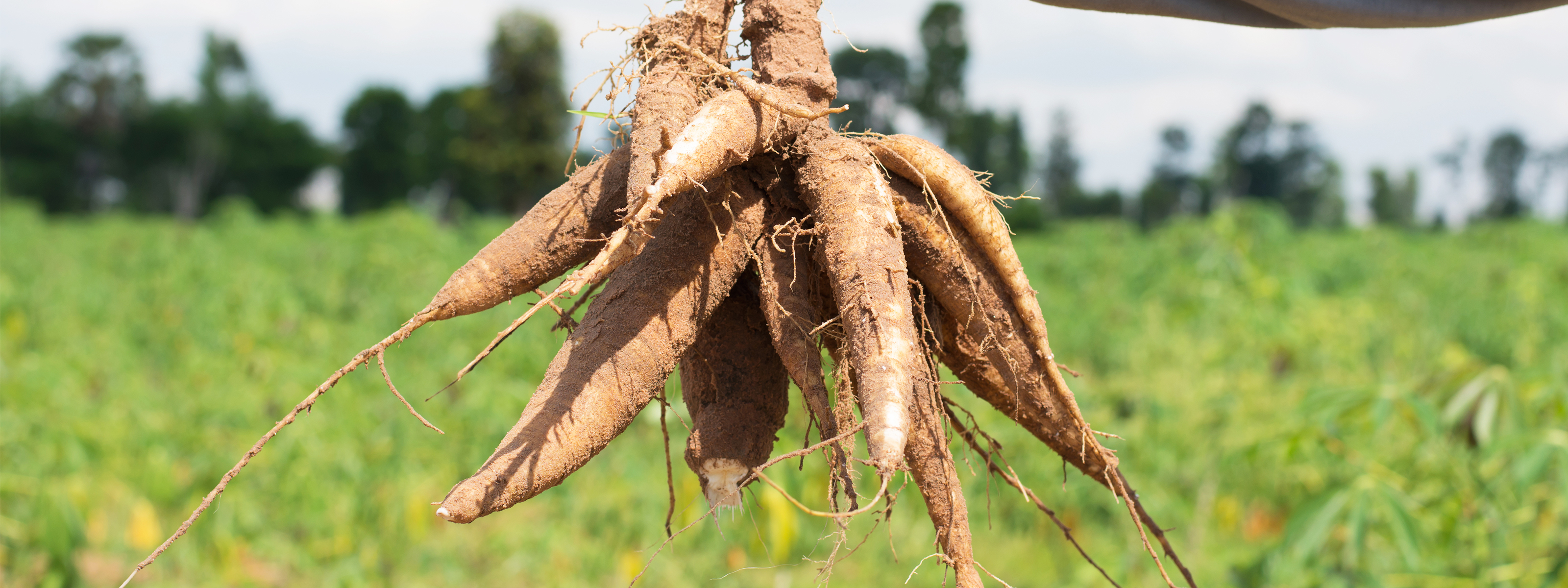 Kenya’s GM cassava plant gets greenlight