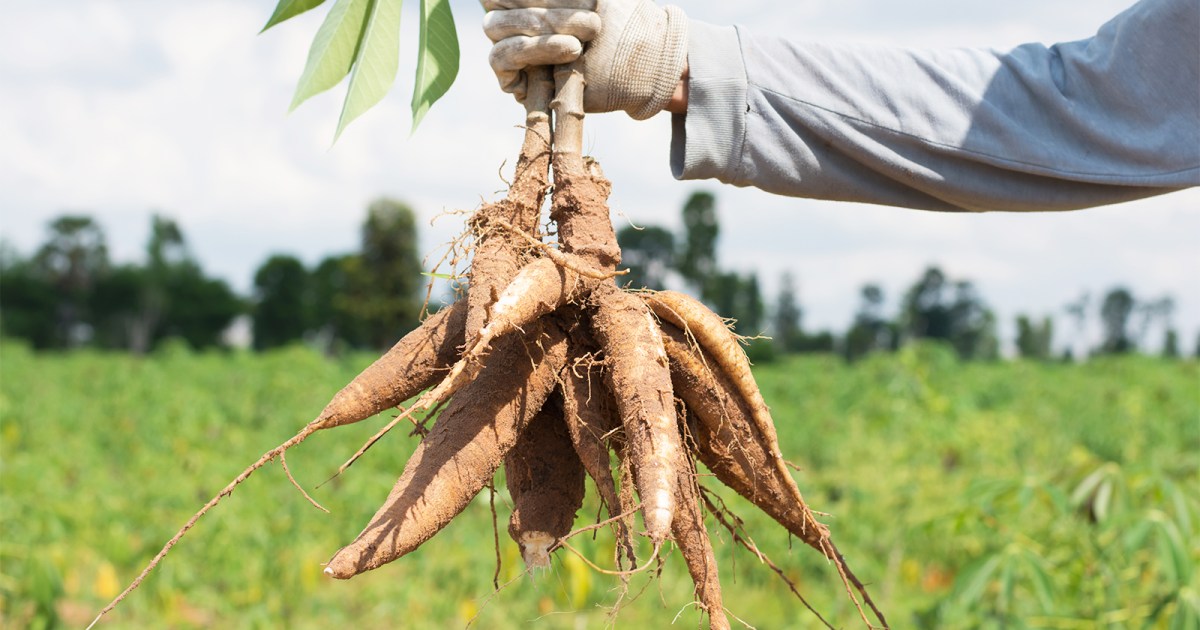 Kenya’s GM cassava plant gets greenlight