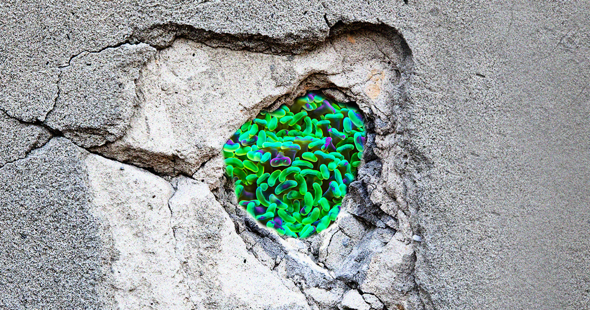 Microbes inside concrete can warn us about rotting infrastructure