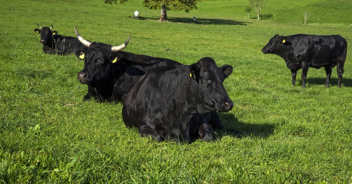 3D printing gives lab-grown beef Wagyu marbling