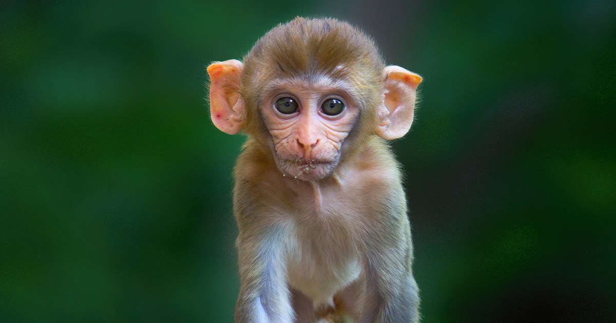 First neuron-level map of a monkey brain revealed