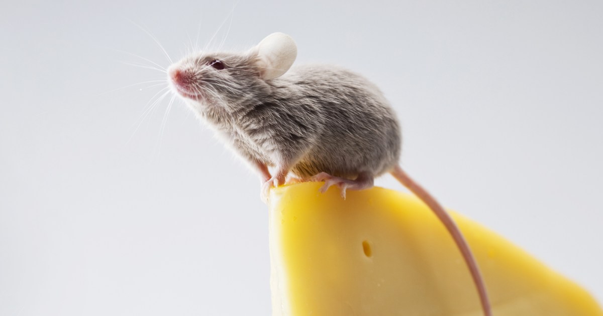 Hungry mice show why you should take study breaks