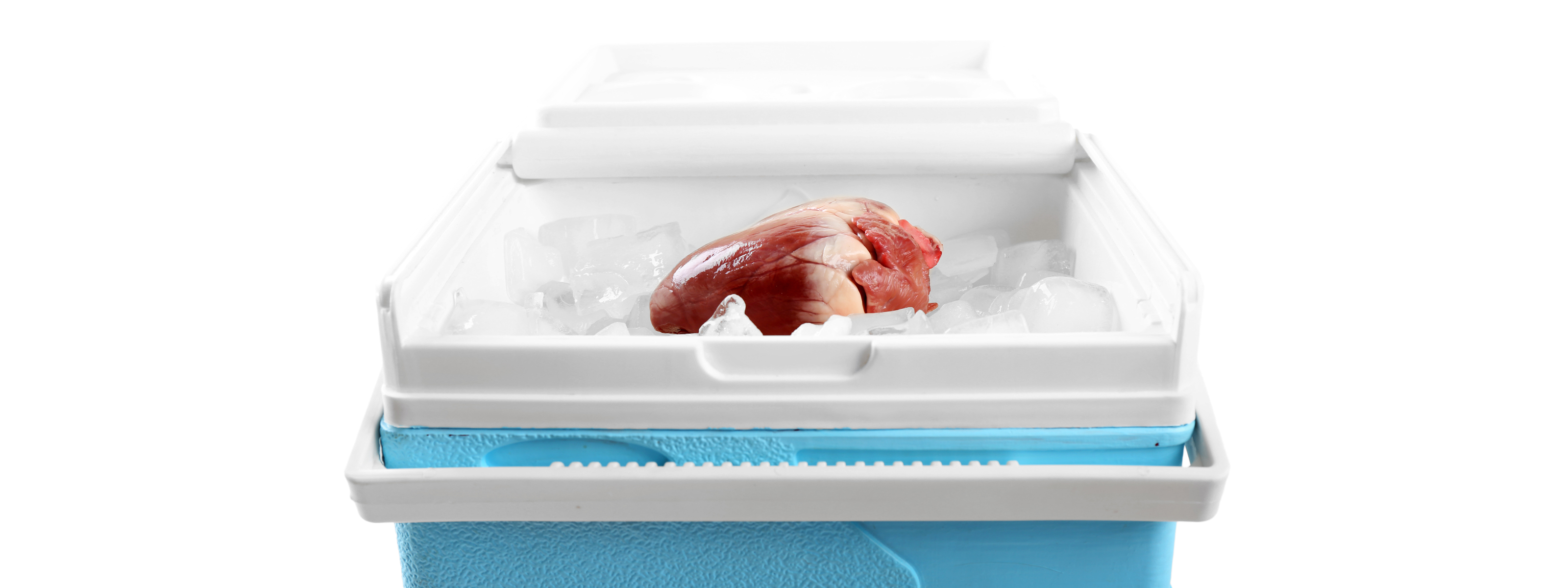 New organ coating could help prevent transplant rejection