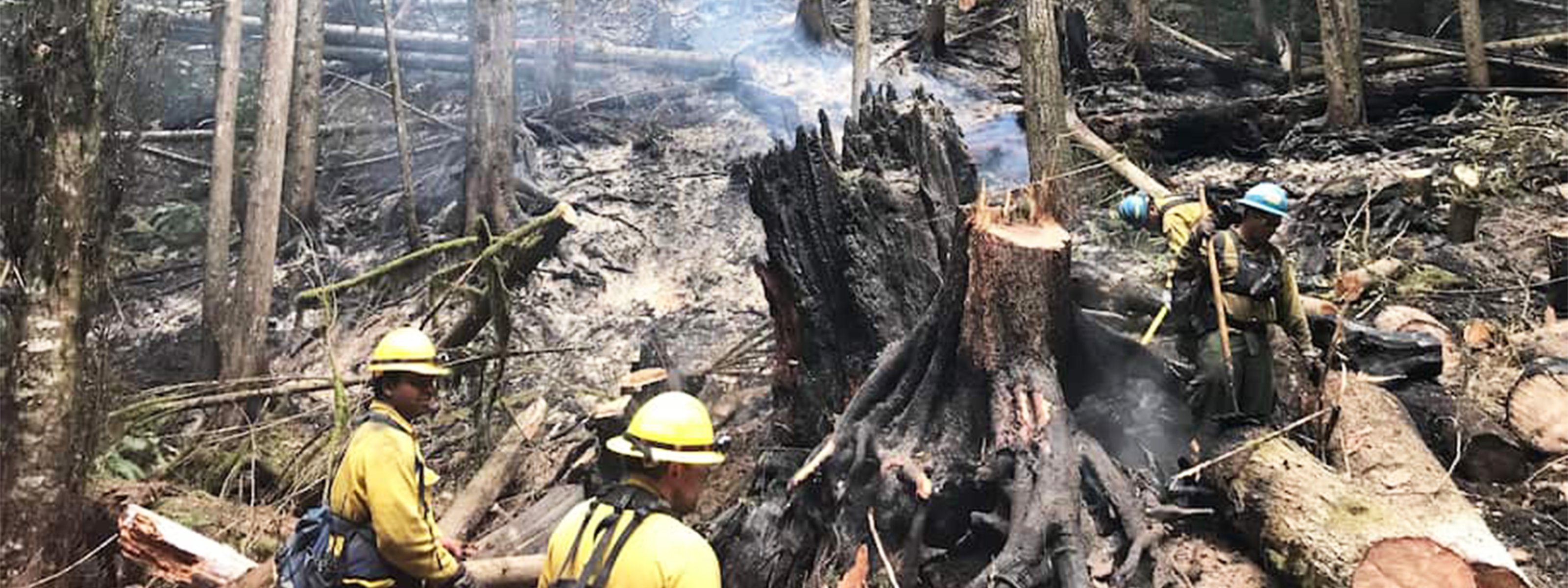 Tree DNA convicts a poacher for the first time in federal court