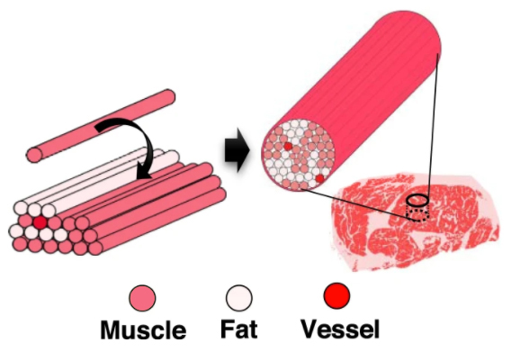 3D printing gives lab-grown beef Wagyu marbling