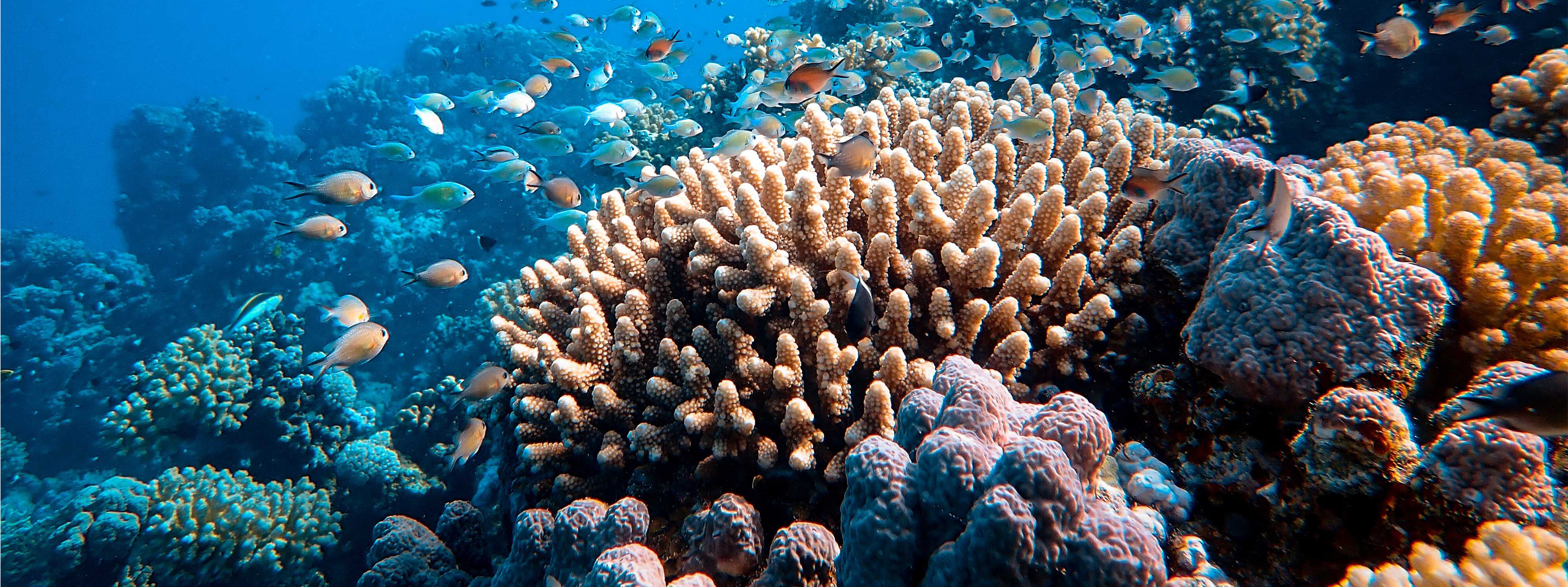 Probiotics could help coral survive the changing climate