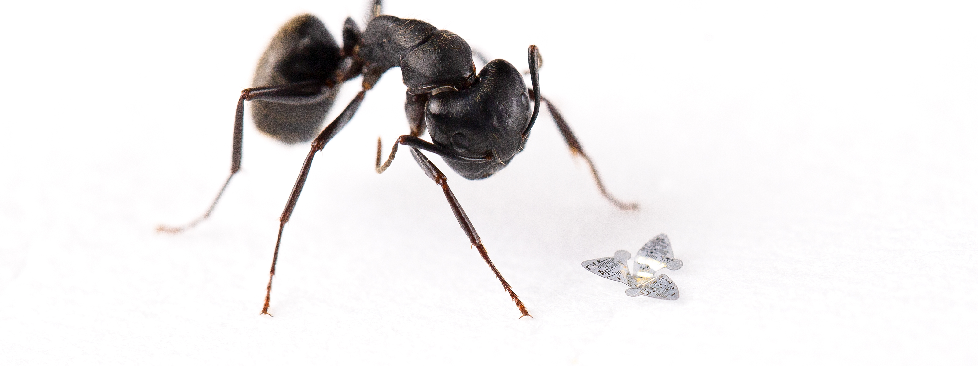 This microchip is the size of a fruit fly