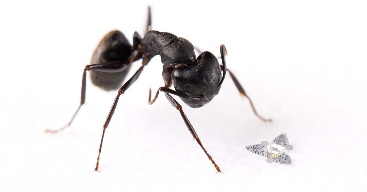 This microchip is the size of a fruit fly