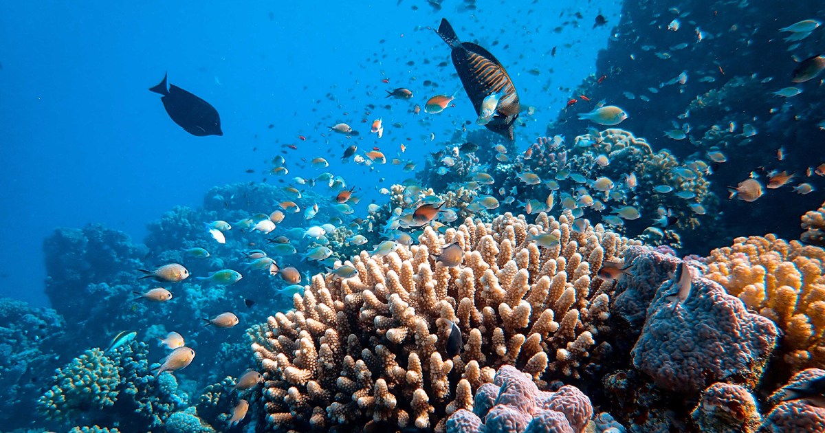 Probiotics could help coral survive the changing climate