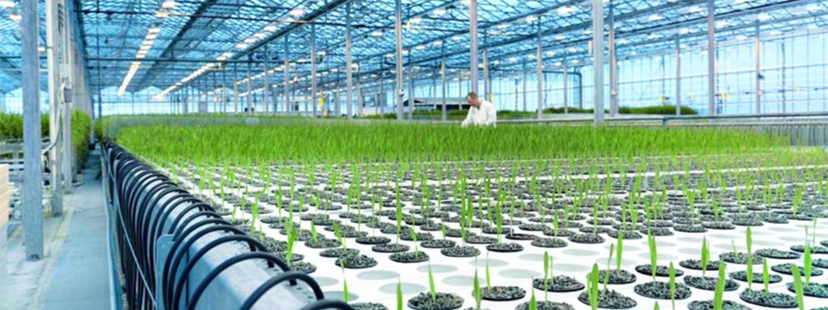 Growing meat with ‘growth factors’ from plants