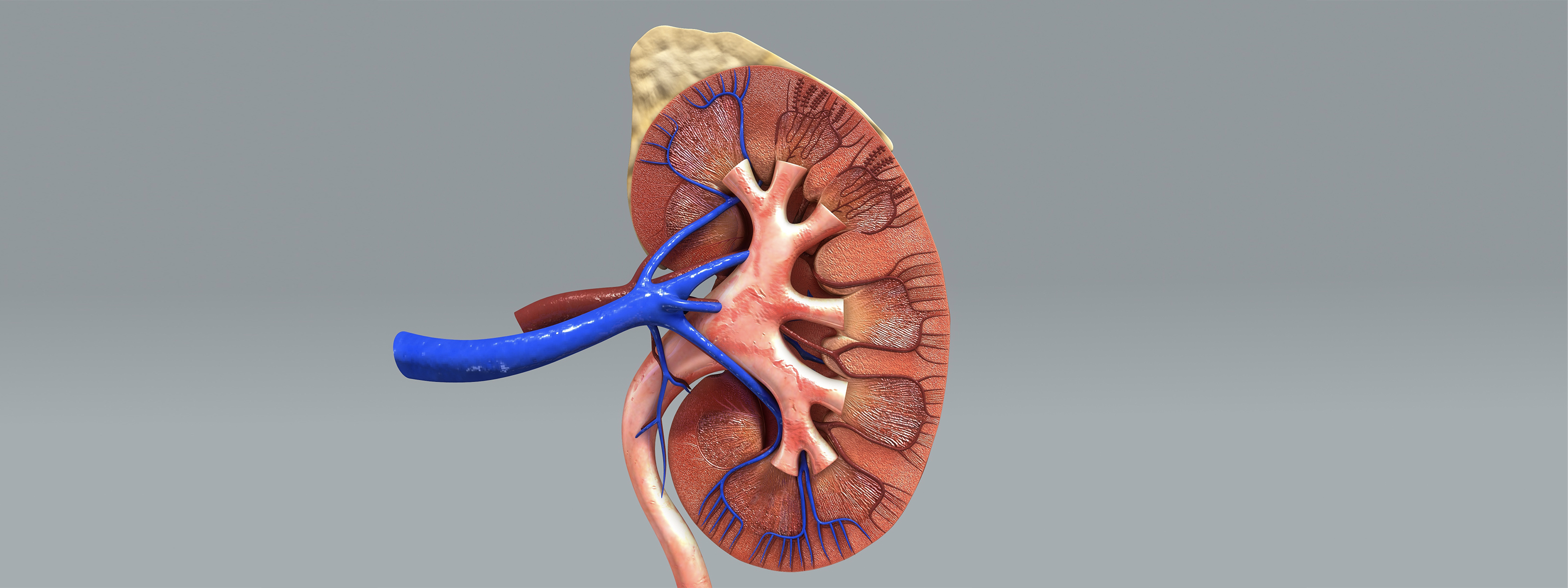 Surgeons connected a pig kidney to a human