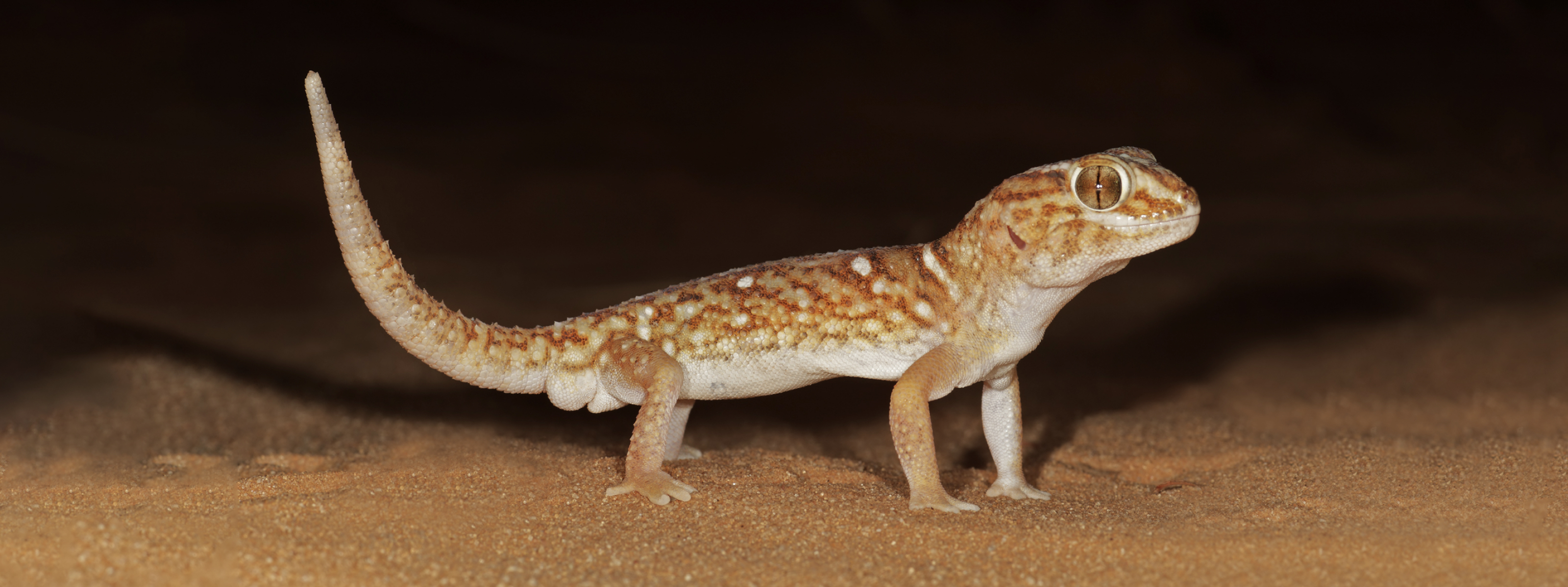 Lizard regenerates perfect tail thanks to stem cells