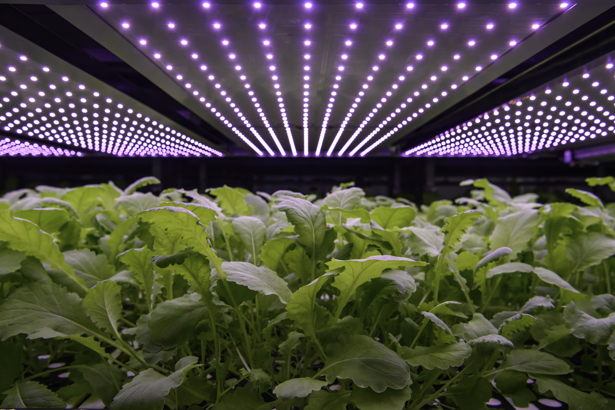 Inside Europe’s largest vertical farm